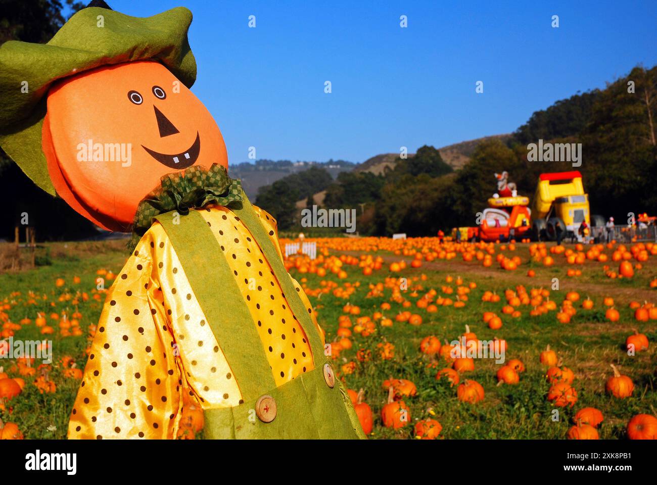 A pumpkin scarecrow stands over a pumpkin patch in Half Moon Bay ...