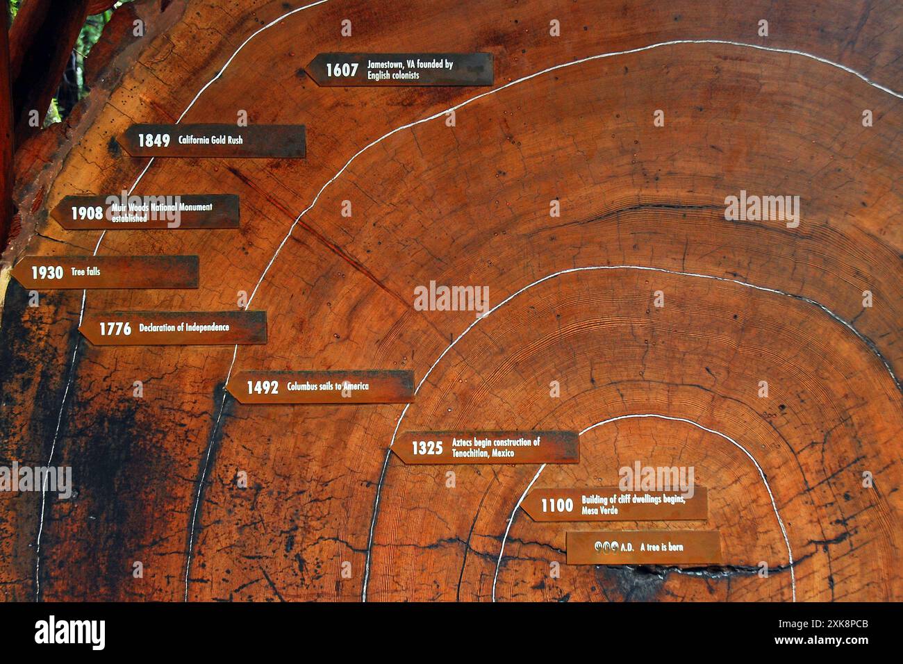 Northern california redwoods rings hi-res stock photography and images ...