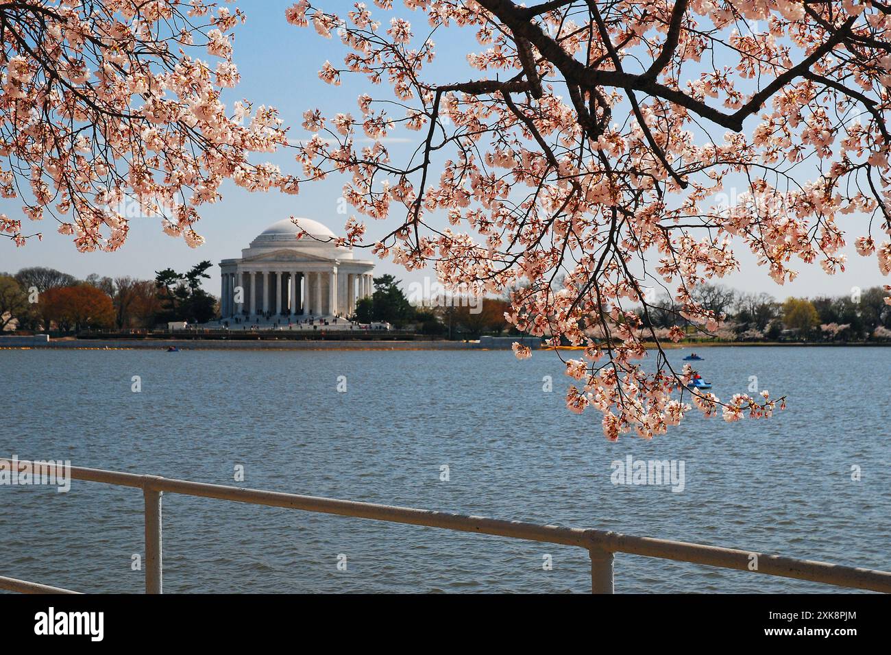 The branches of a blooming cherry blossom tree frames the Jefferson ...