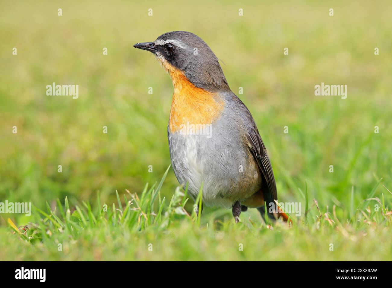 A colorful Cape robin-chat (Cossypha caffra) perched on the ground ...