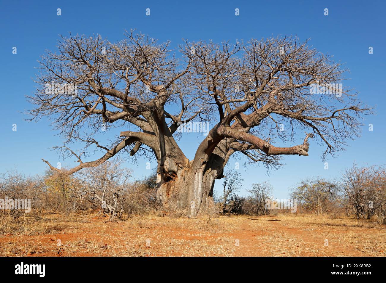 Large baobab tree (Adansonia digitata) in savanna during the dry season ...