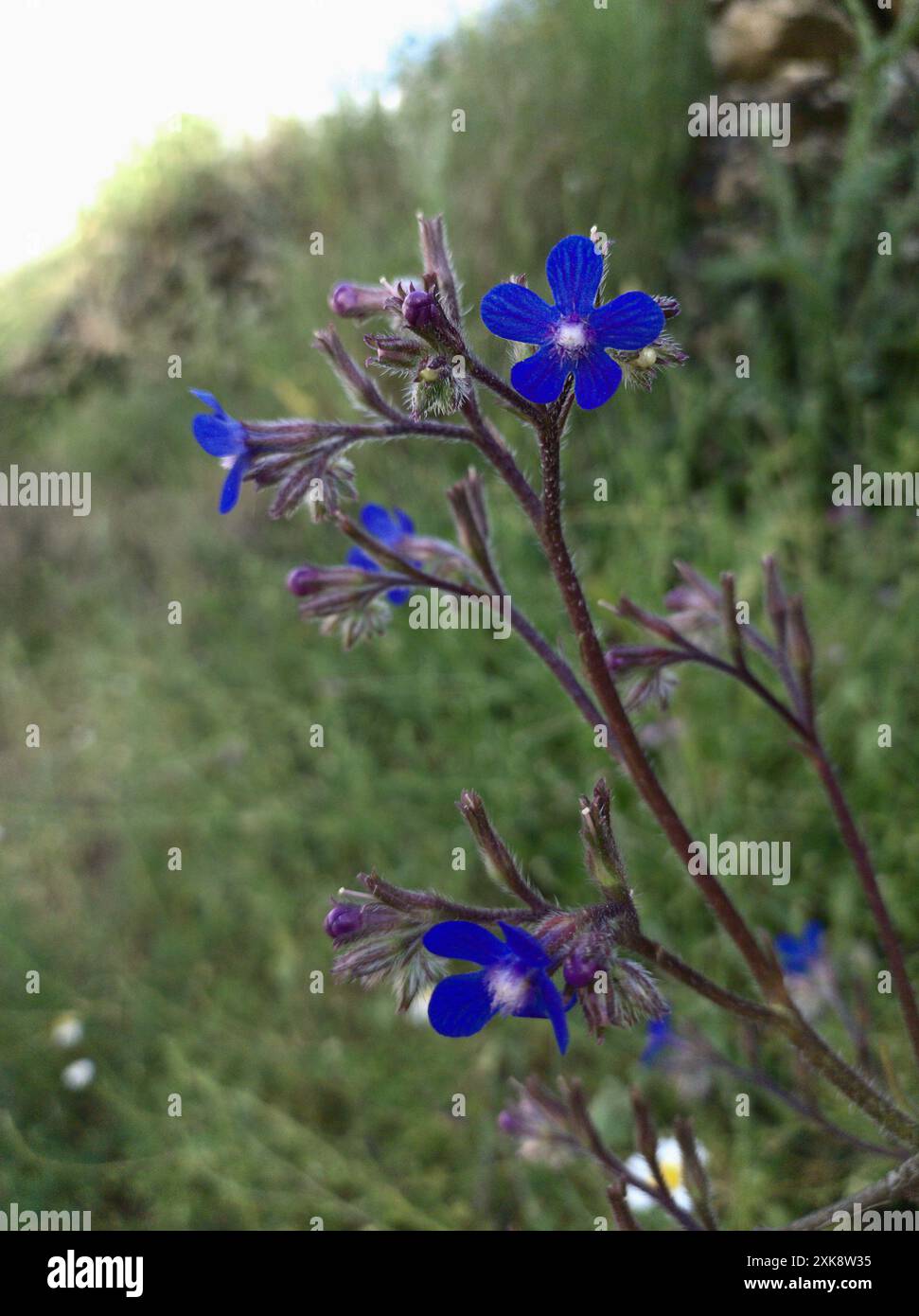 Real argamula hi-res stock photography and images - Alamy