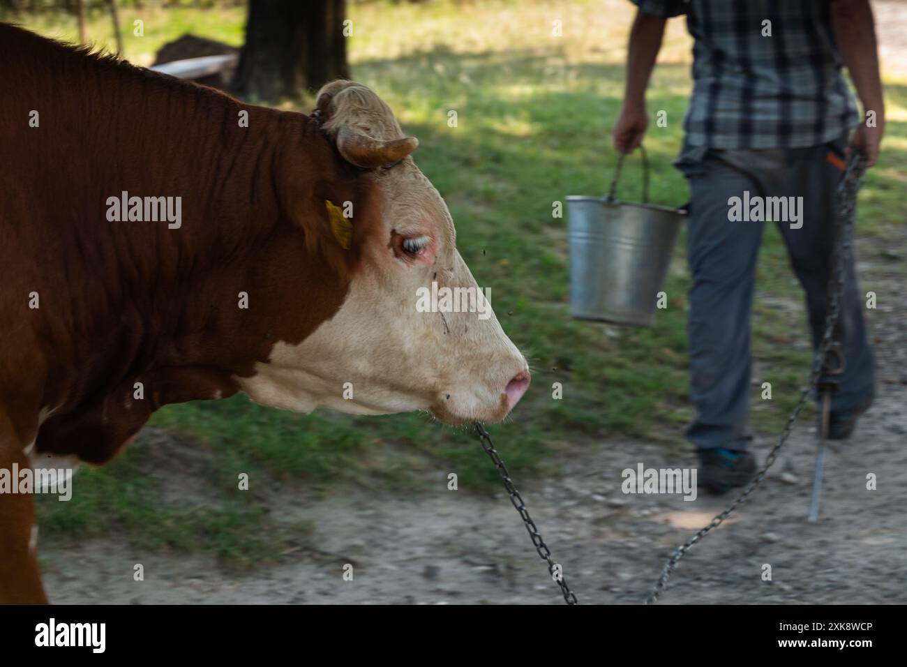 Farmer takes cow from meadow in order to milk it Stock Photo - Alamy