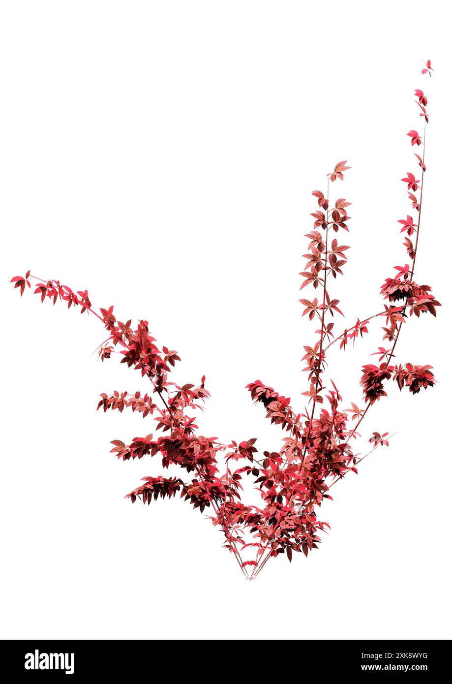 3D rendering of a red bramble plant isolated on white background Stock ...