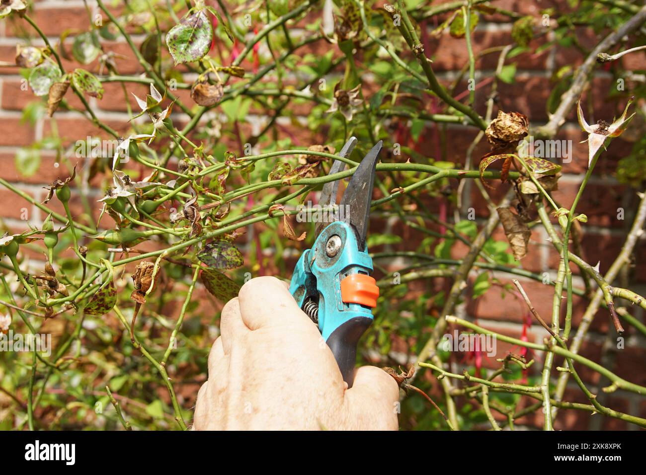 Pruning. Climbing rose (Rosa New Dawn). Cut off faded flowers, seed ...