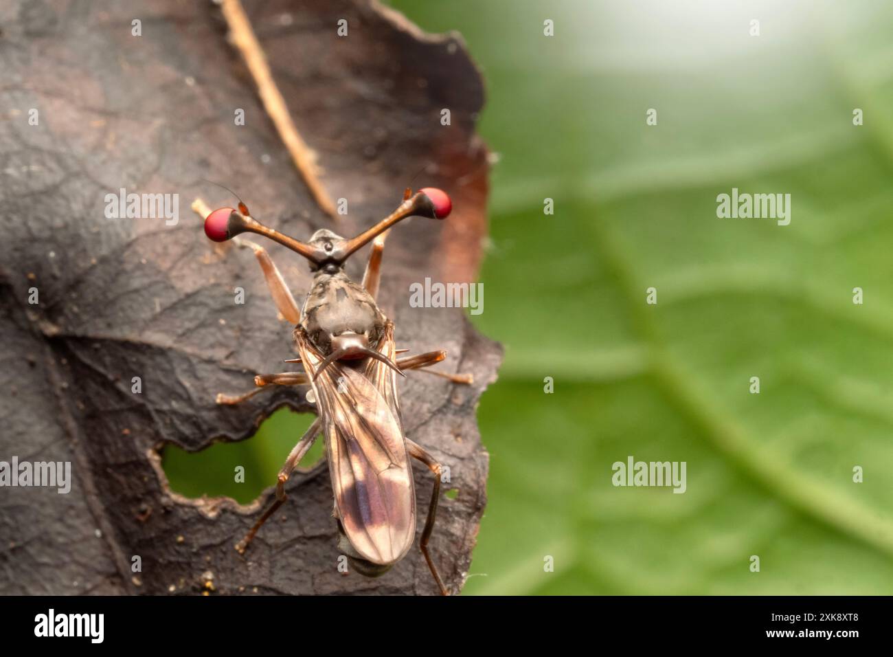 Stalk eyed Fly insects in Thailand and Southeast-Asia Stock Photo - Alamy