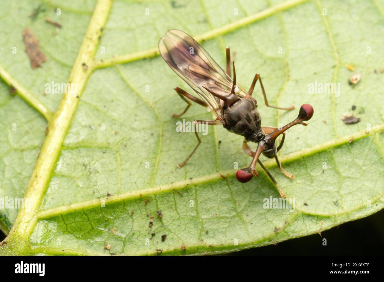 Stalk eyed Fly insects in Thailand and Southeast-Asia Stock Photo - Alamy
