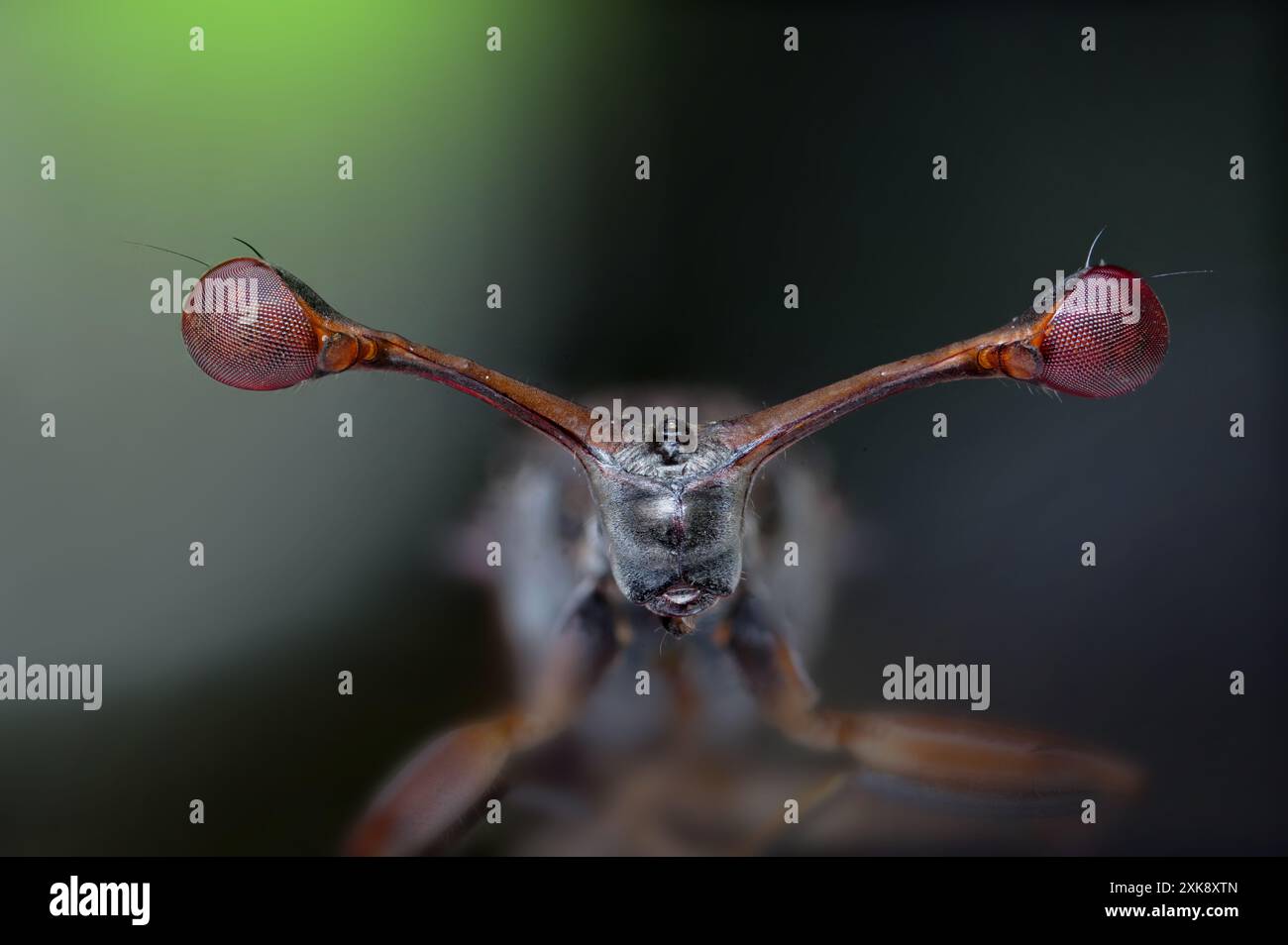 Stalk eyed Fly insects in Thailand and Southeast-Asia Stock Photo - Alamy