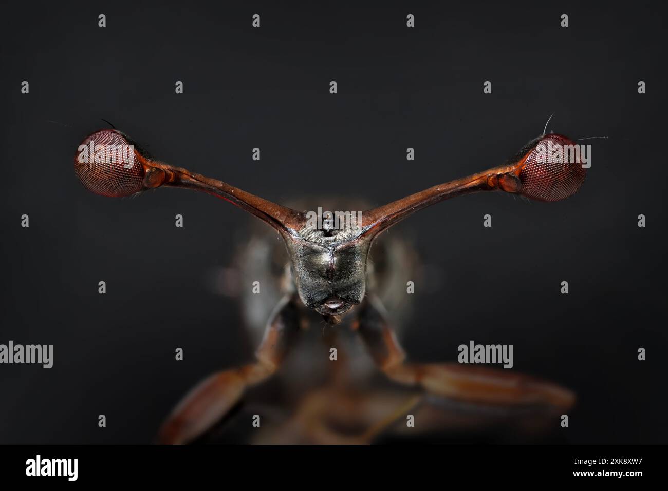 Stalk eyed Fly insects in Thailand and Southeast-Asia Stock Photo - Alamy