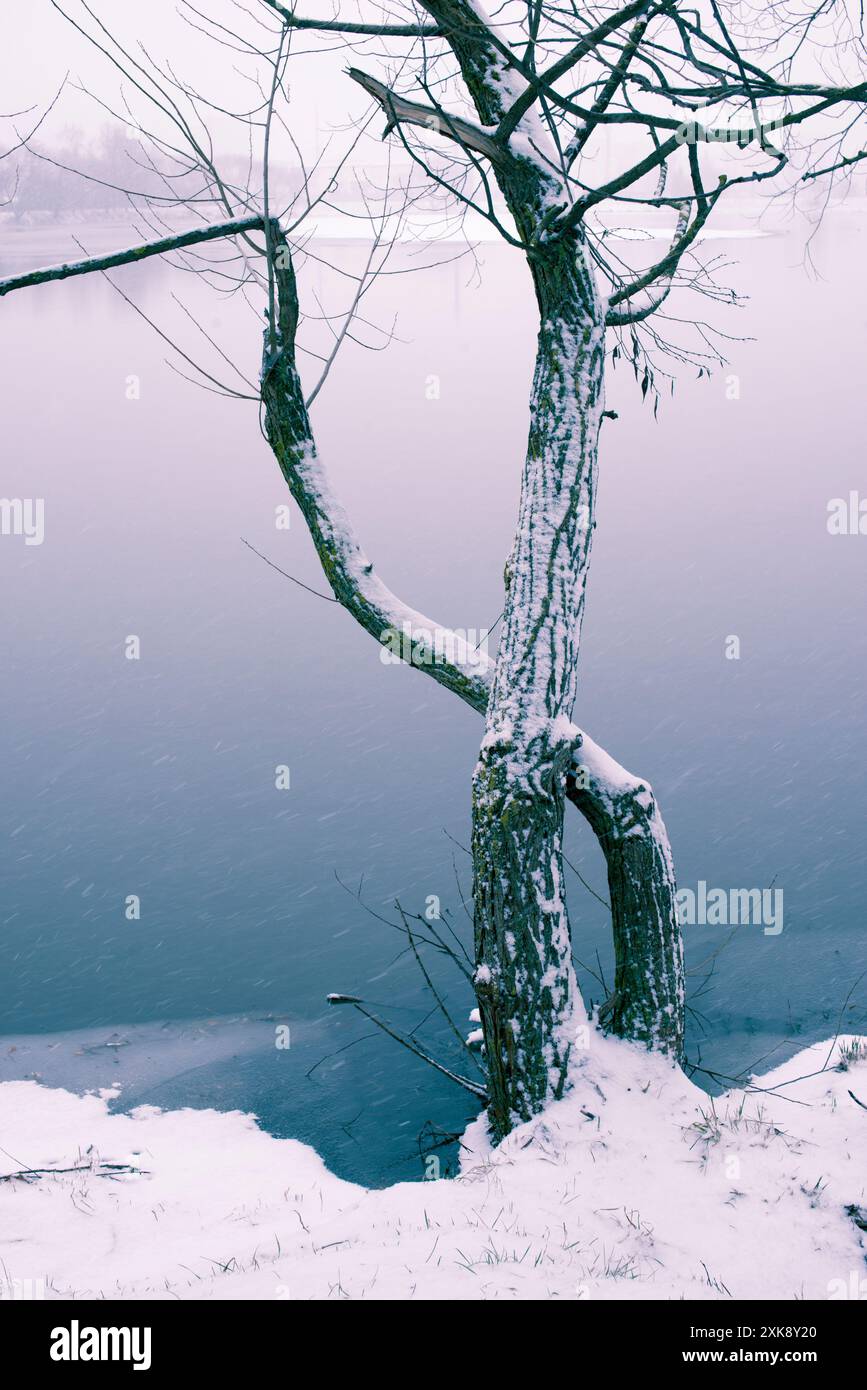 crossed willow tree stems on the shore by gloomy winter day Stock Photo ...