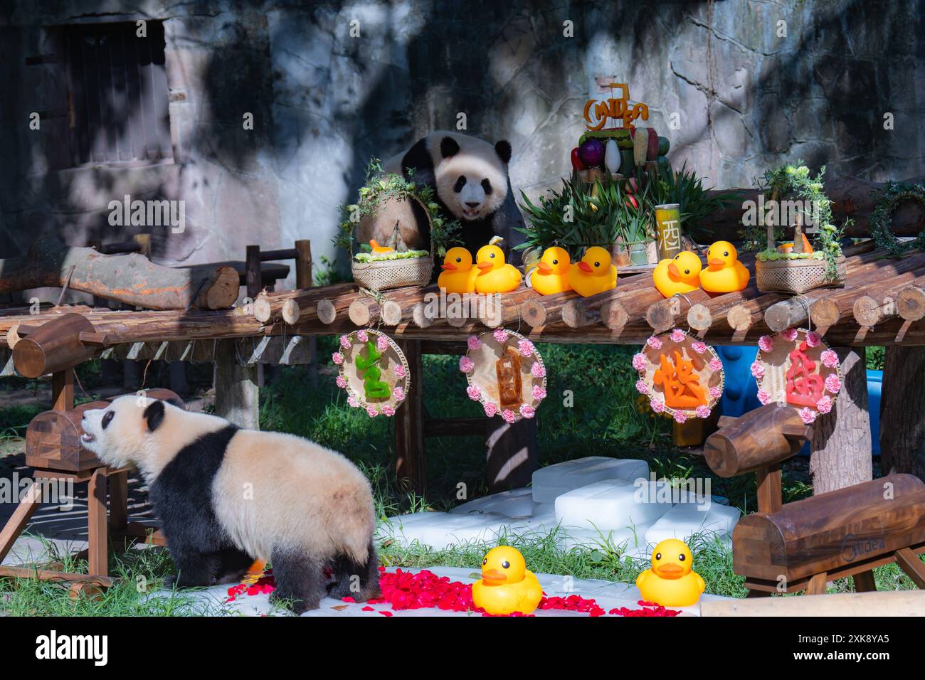 CHONGQING, CHINA - JULY 22, 2024 - Giant panda Yu Ke and Yu 'ai ...