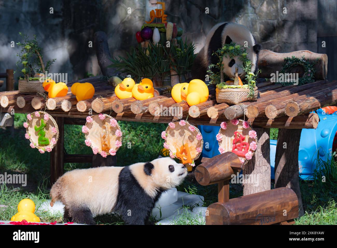 CHONGQING, CHINA - JULY 22, 2024 - Giant panda Yu Ke and Yu 'ai ...