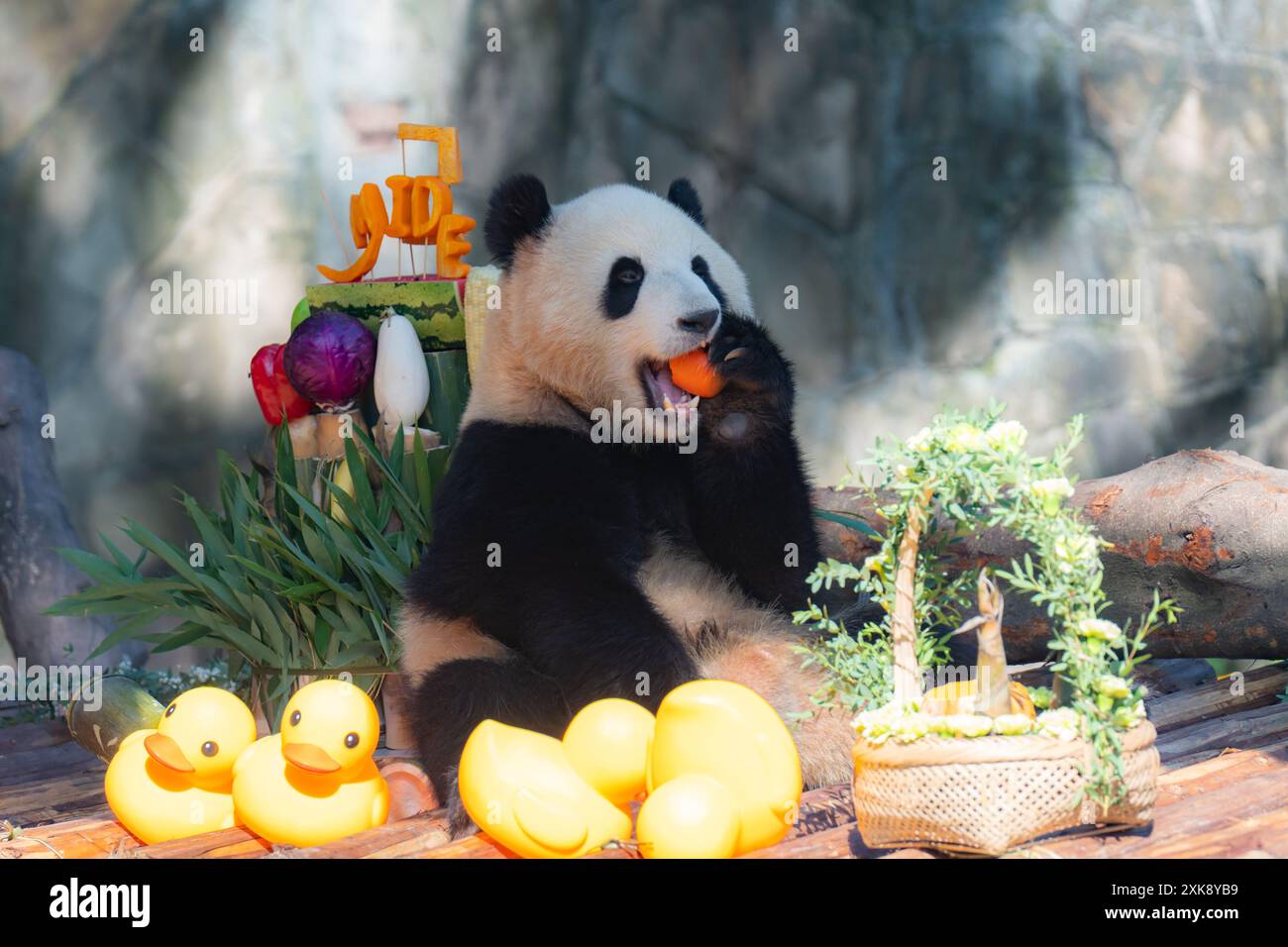 CHONGQING, CHINA - JULY 22, 2024 - Giant panda Yu Ke and Yu 'ai ...
