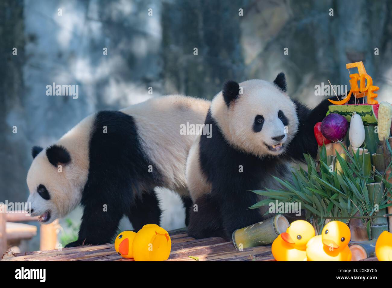 CHONGQING, CHINA - JULY 22, 2024 - Giant panda Yu Ke and Yu 'ai ...