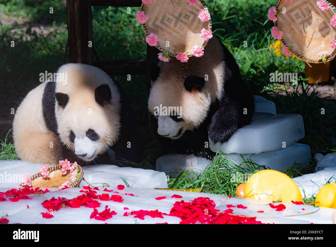 CHONGQING, CHINA - JULY 22, 2024 - Giant panda Yu Ke and Yu 'ai ...