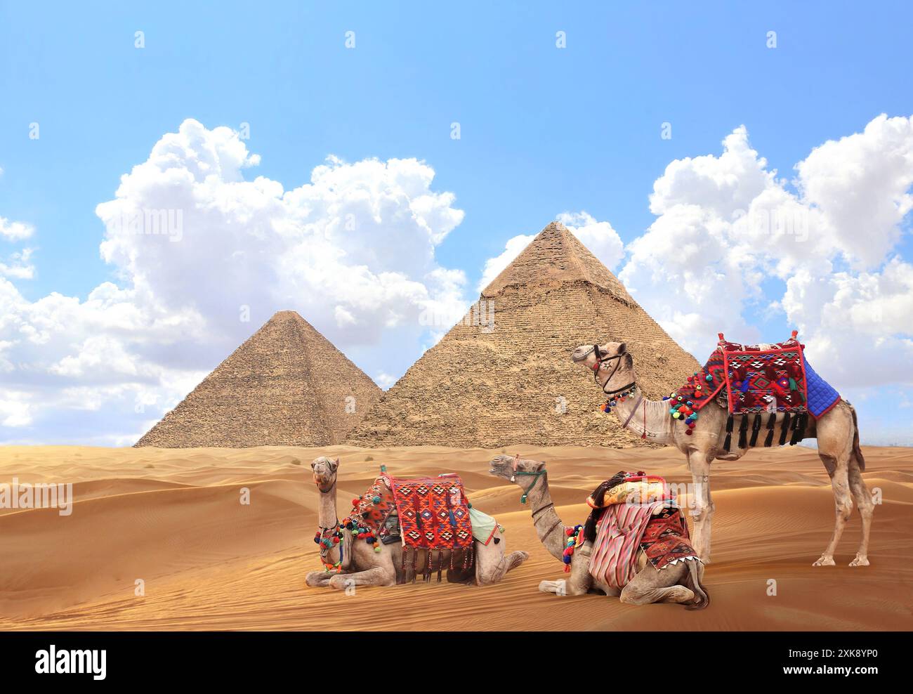 Camels in a colorful horse-clothes resting on the sand near to pyramids, Giza, Cairo, Egypt ...