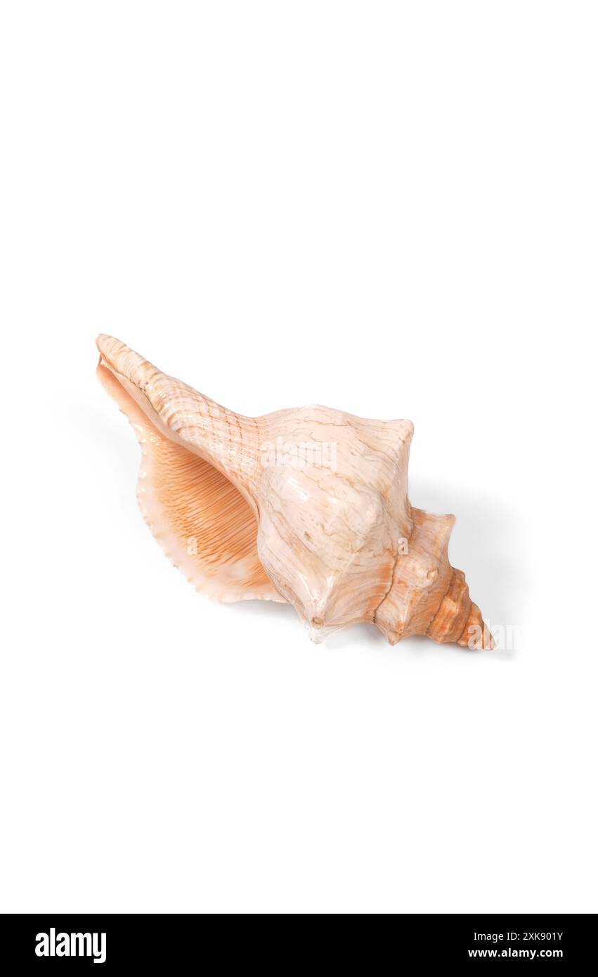 Seashell isolated on white background Stock Photo - Alamy