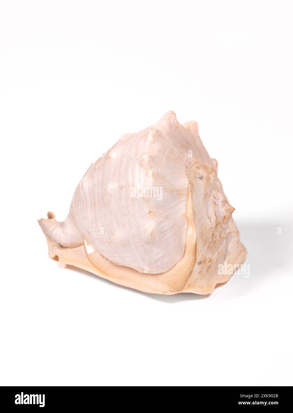 Seashell isolated on white background Stock Photo - Alamy