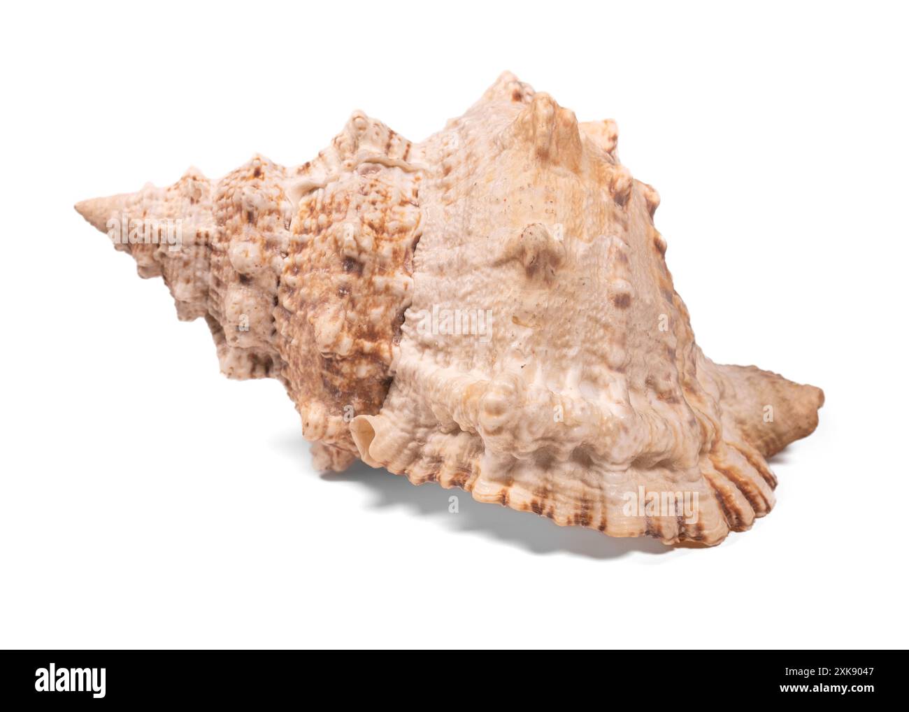 Seashell isolated on white background Stock Photo - Alamy