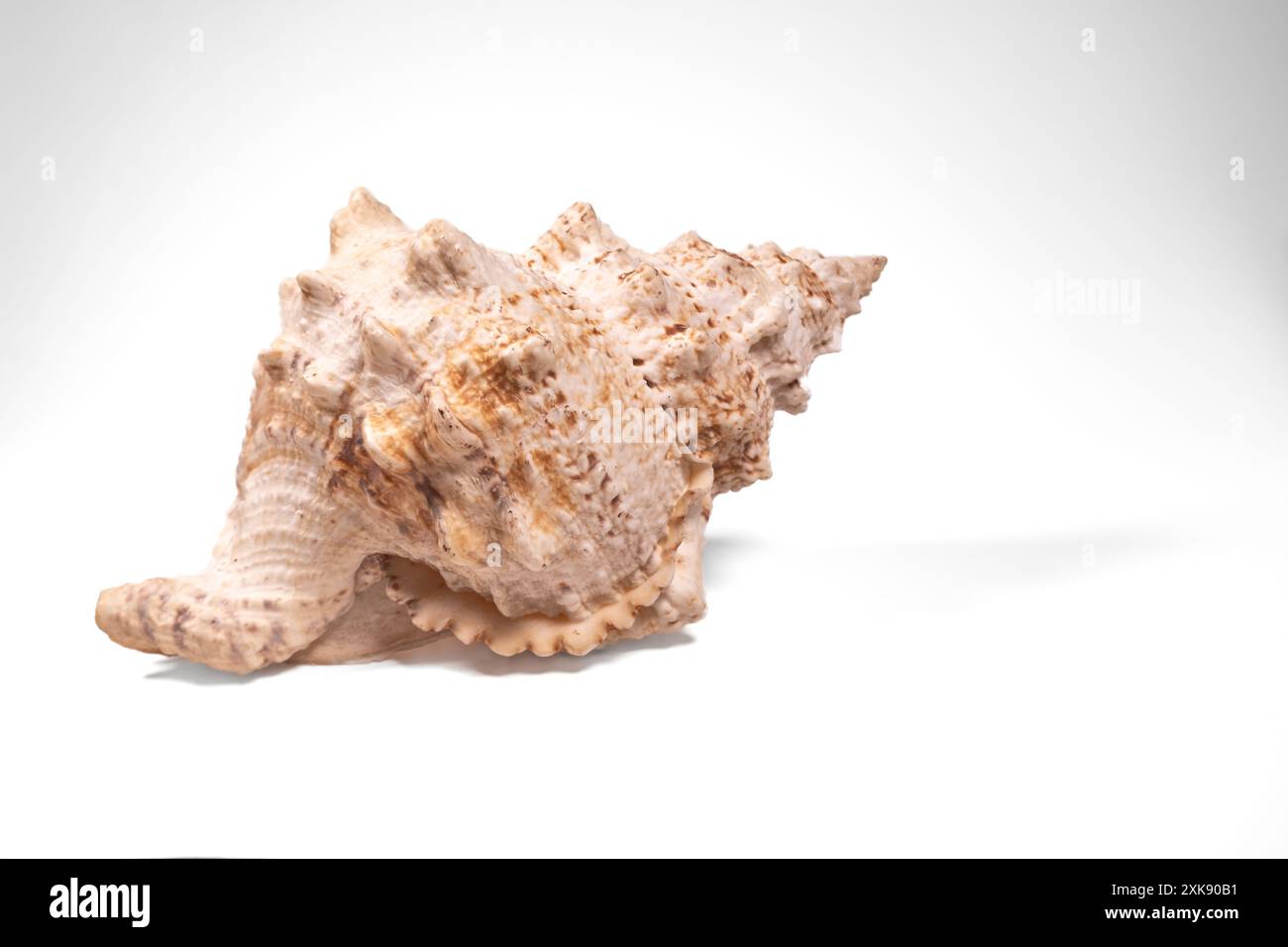 Seashell isolated on white background Stock Photo - Alamy