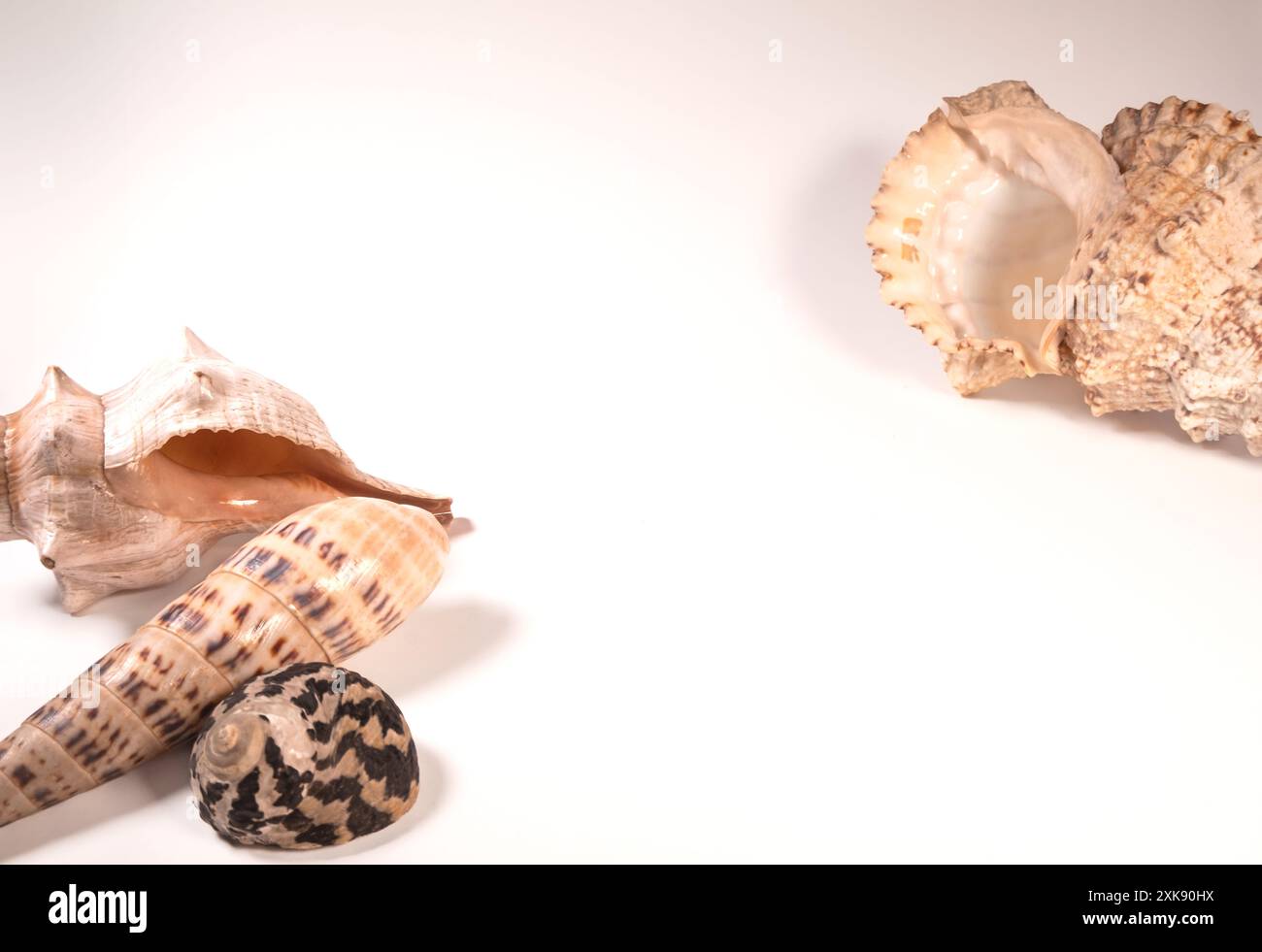 Seashells isolated on white background Stock Photo - Alamy