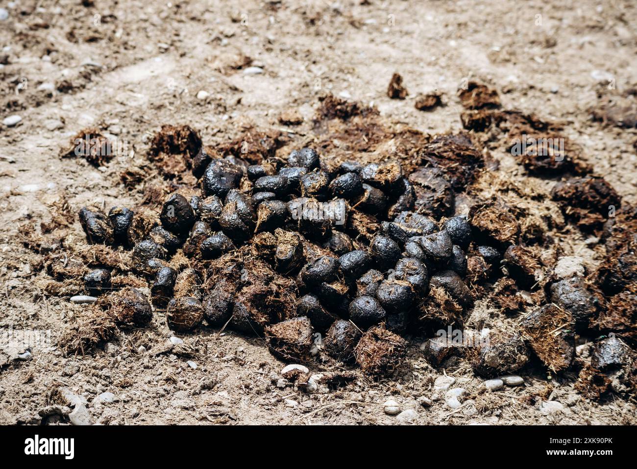 Horse feces on a farm in Tourettes-sur-Loup, southern France Stock ...
