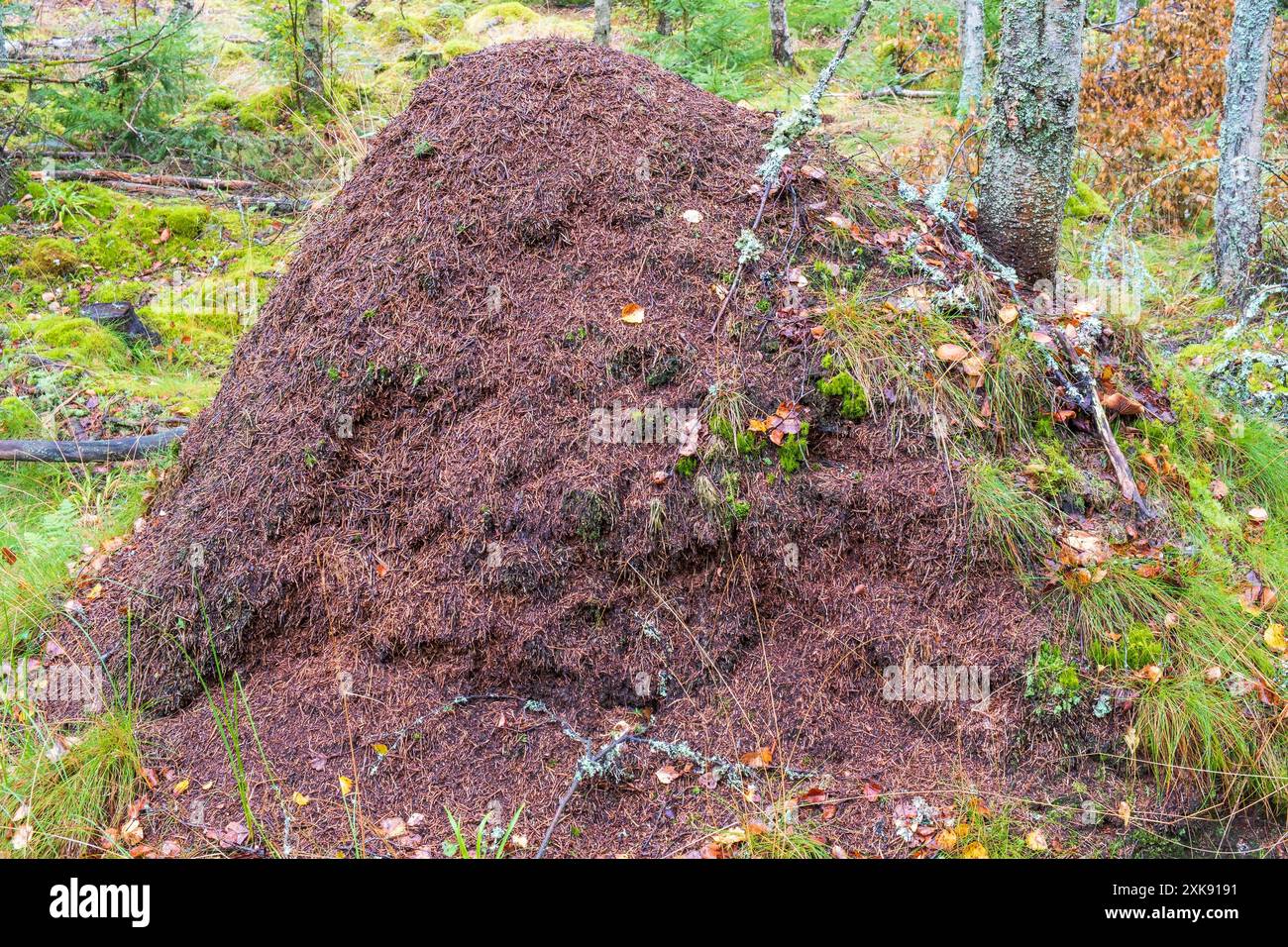 Big Ant hill in the woodland Stock Photo - Alamy
