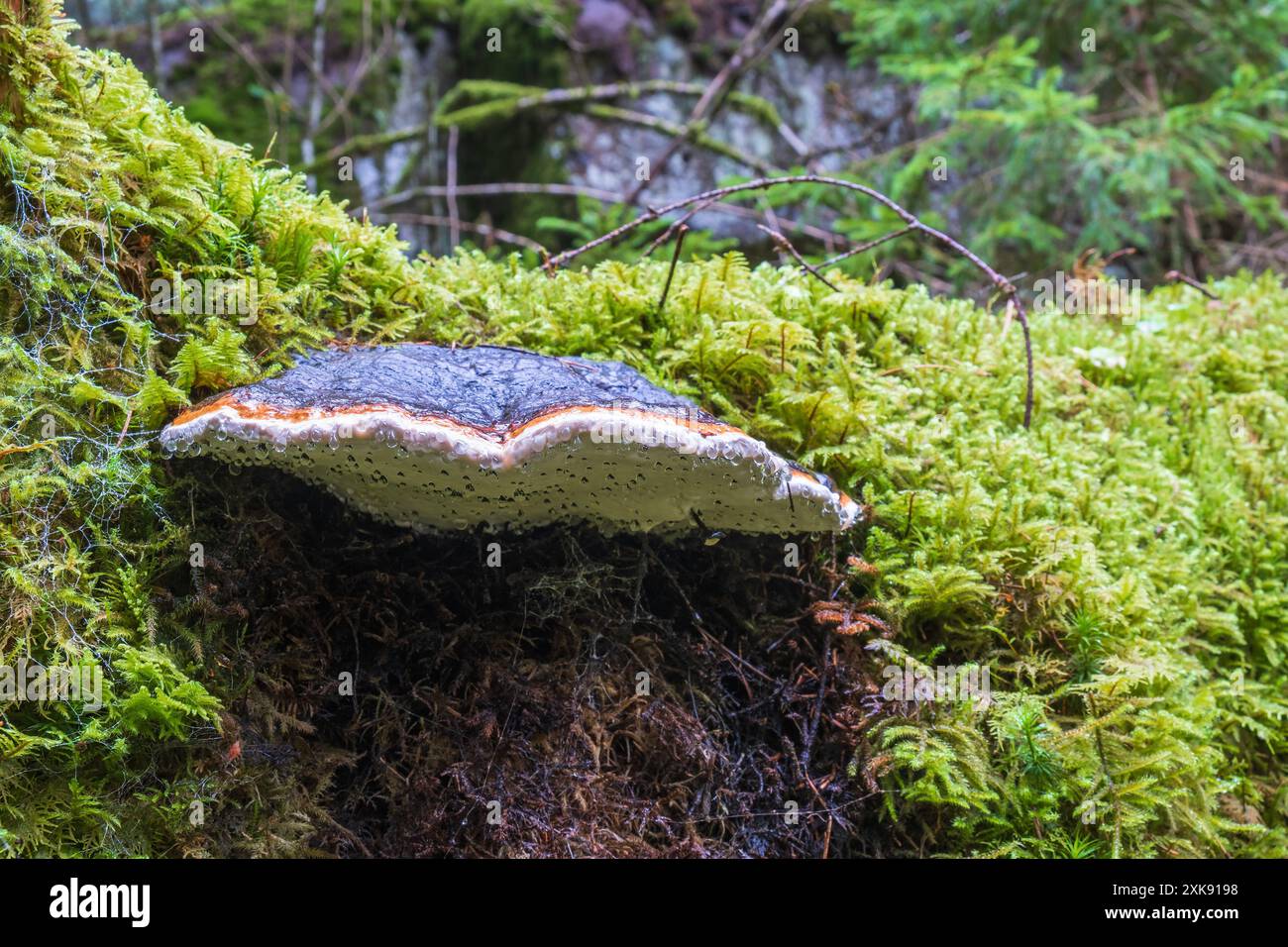 Red tree log hi-res stock photography and images - Alamy