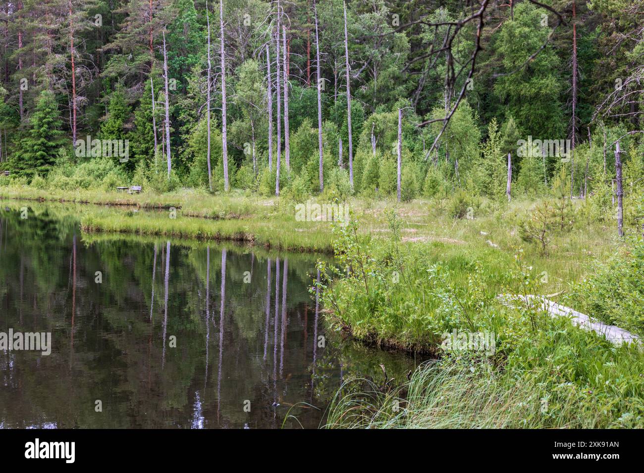 Forest lake by with a path on the lakeshore Stock Photo - Alamy