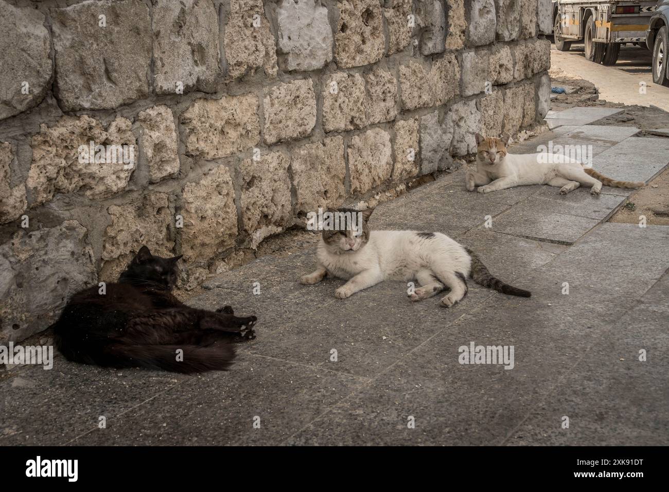 The hungry stray cats on the streets of Jeddah in Saudi Arabia, Middle ...