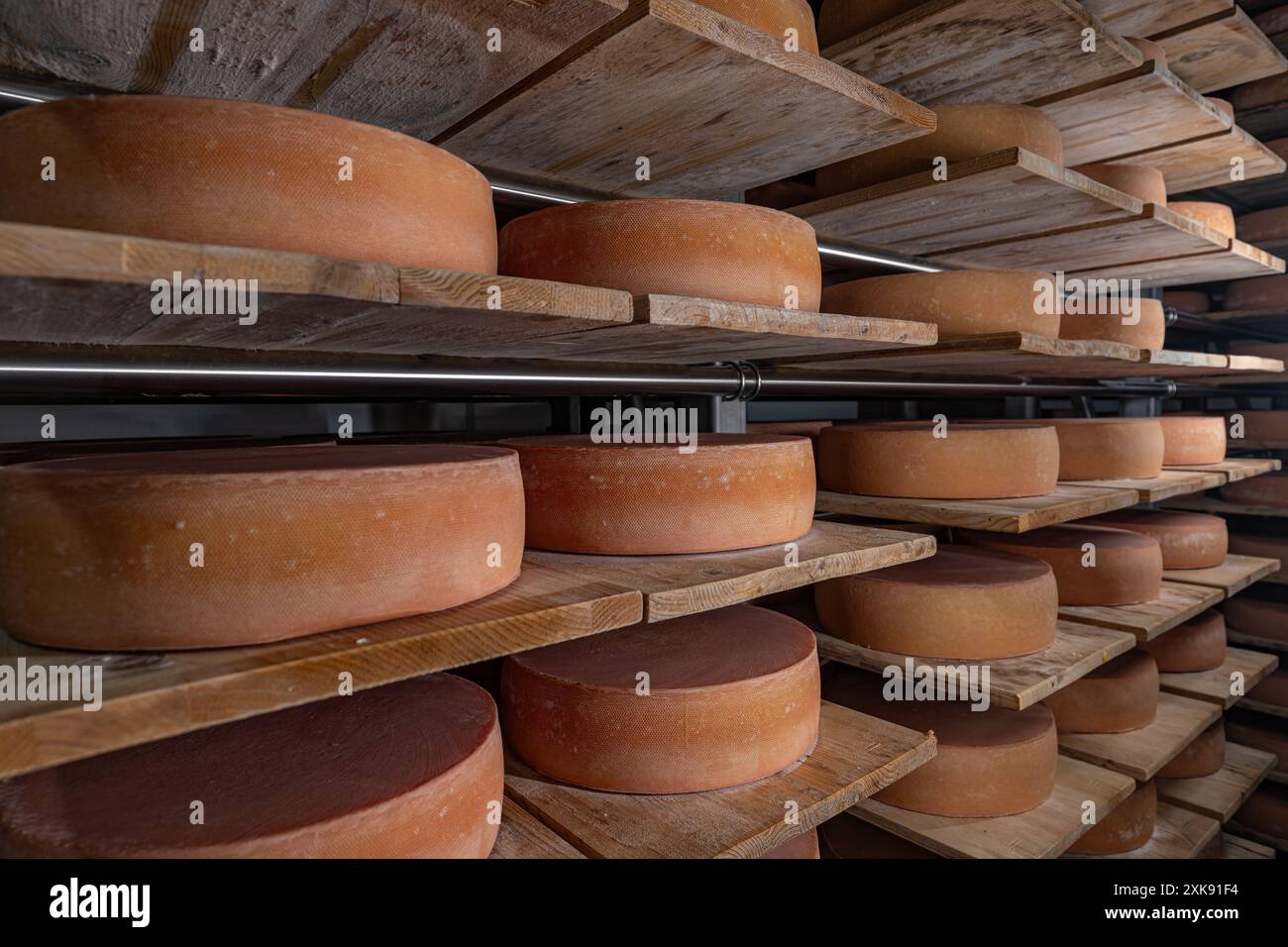Wheels of aging cheese maturing on wooden shelves in a cheese factory ...