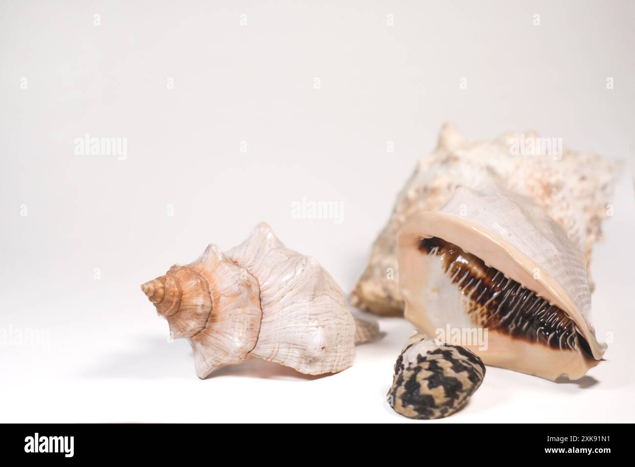 Seashells isolated on white background Stock Photo - Alamy