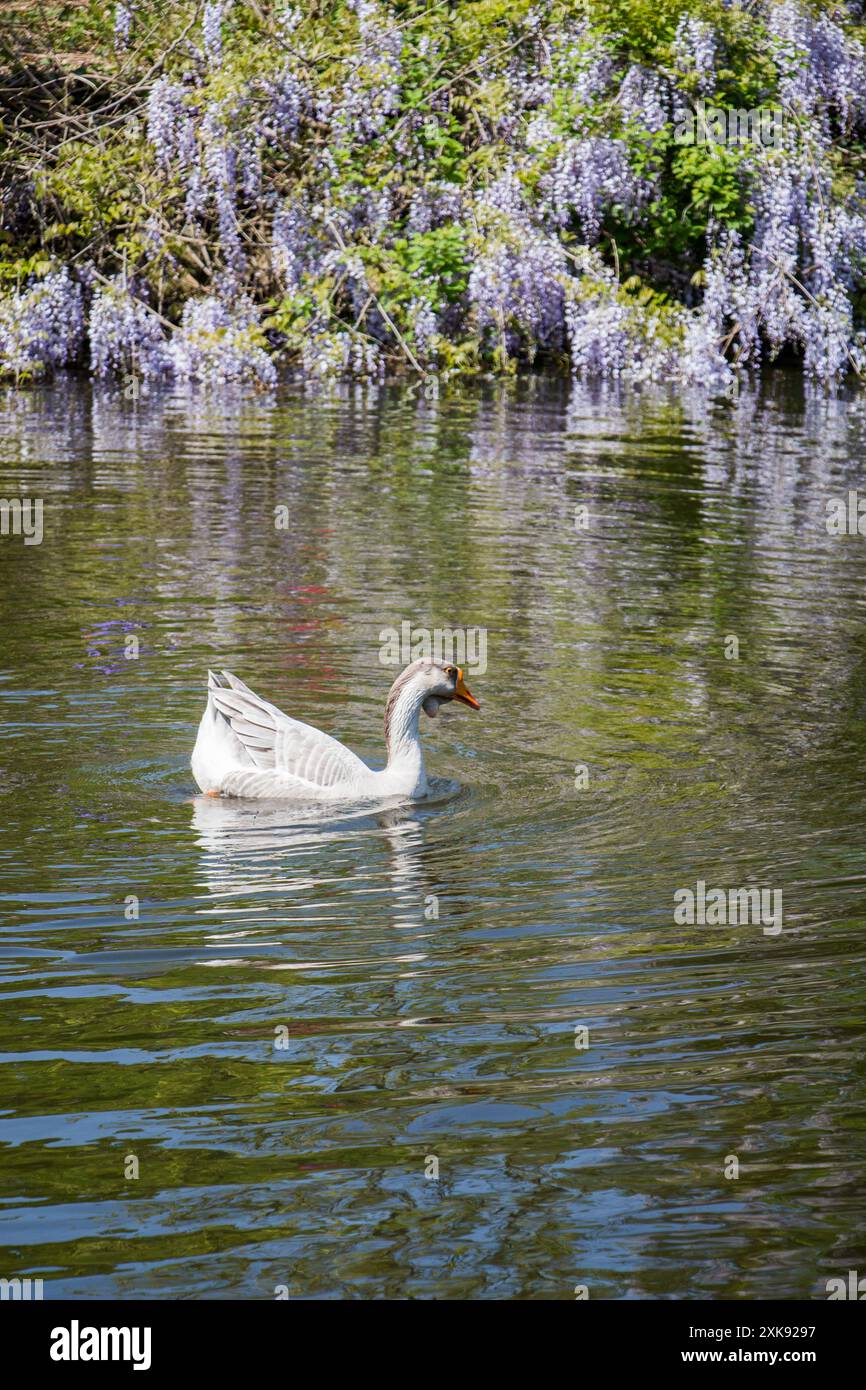 Single swans lives in the natural environment Stock Photo - Alamy