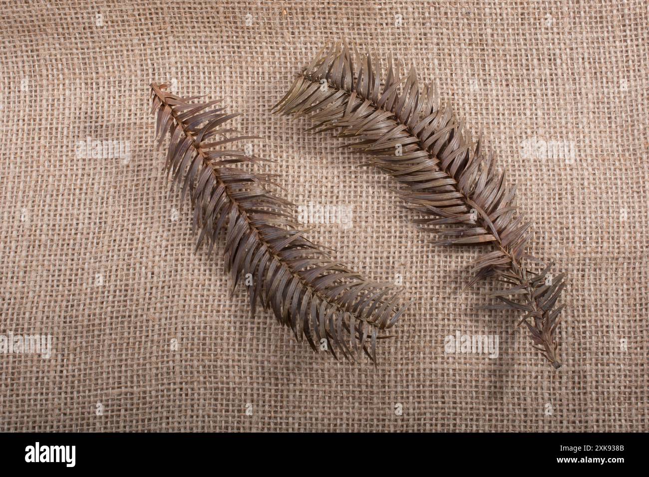 Beautiful colorful natural flowers in dry form Stock Photo - Alamy