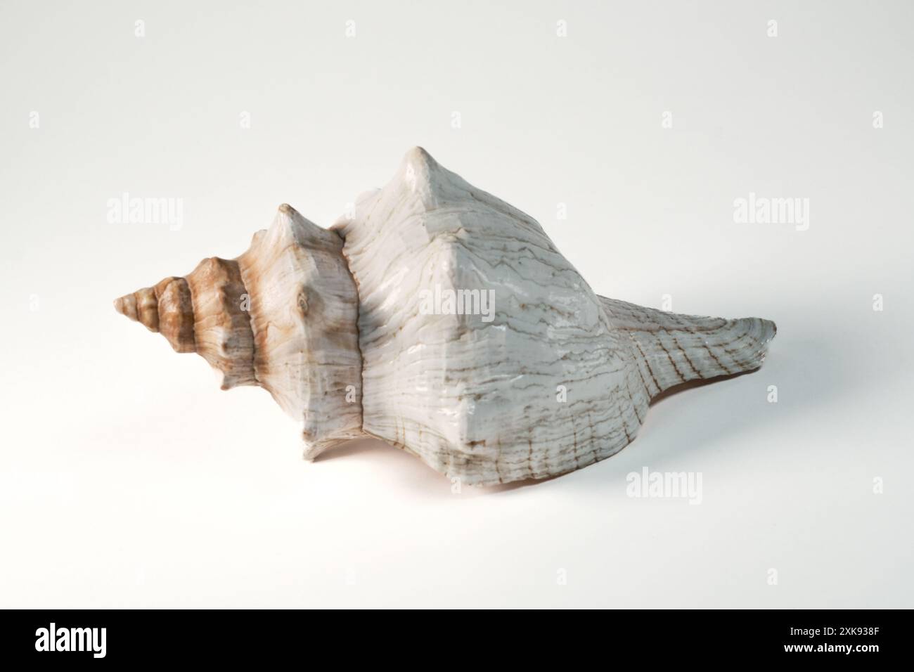 Sea shell isolated on white background Stock Photo - Alamy