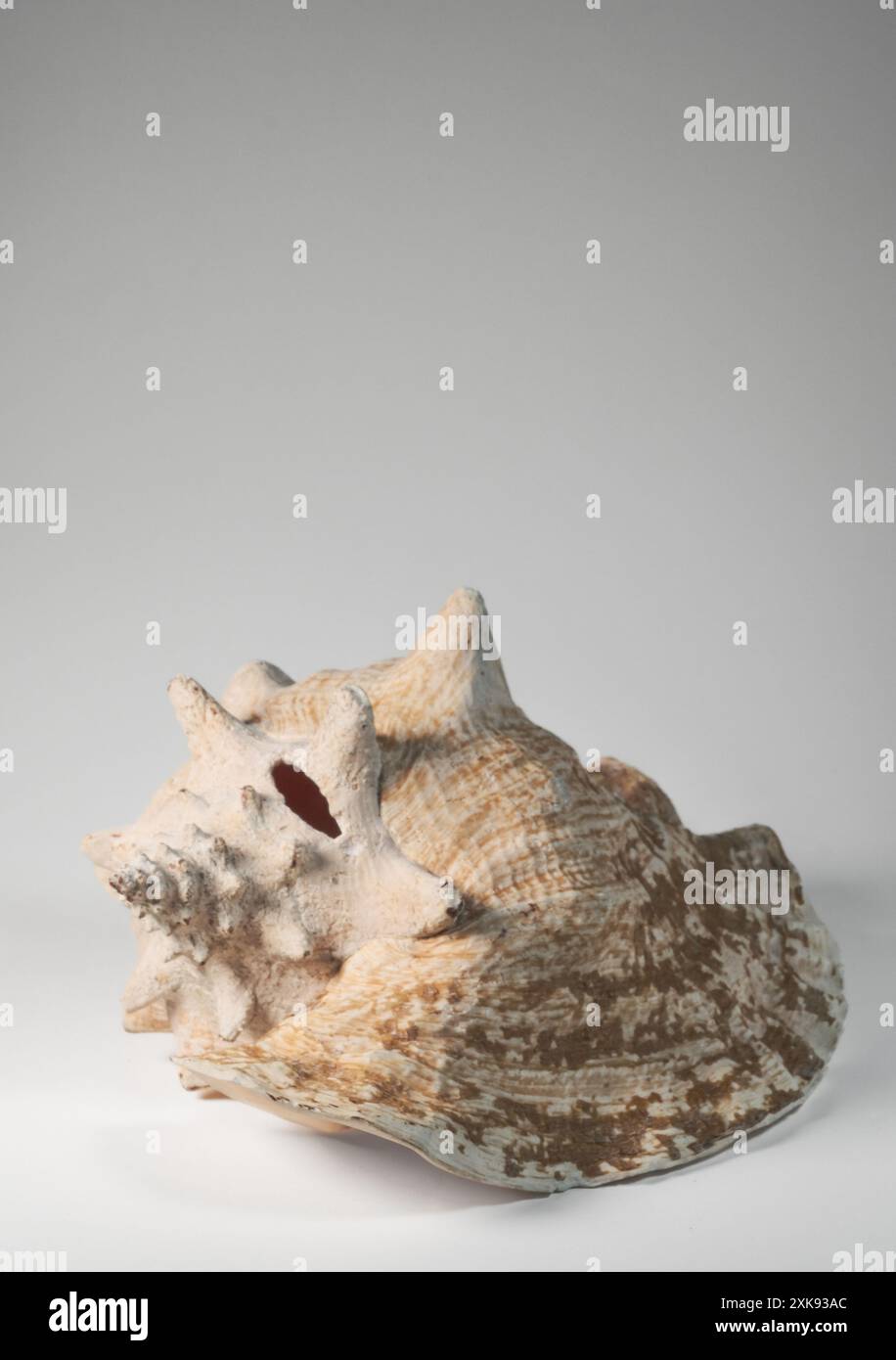 Sea shell isolated on white background Stock Photo - Alamy