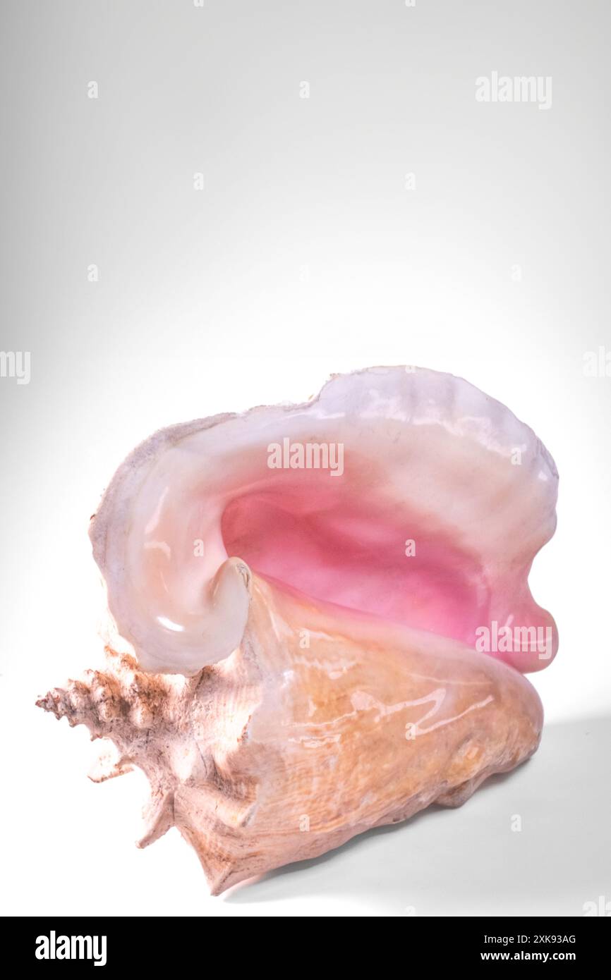 conch shell isolated on white background, closeup of a shell Stock ...