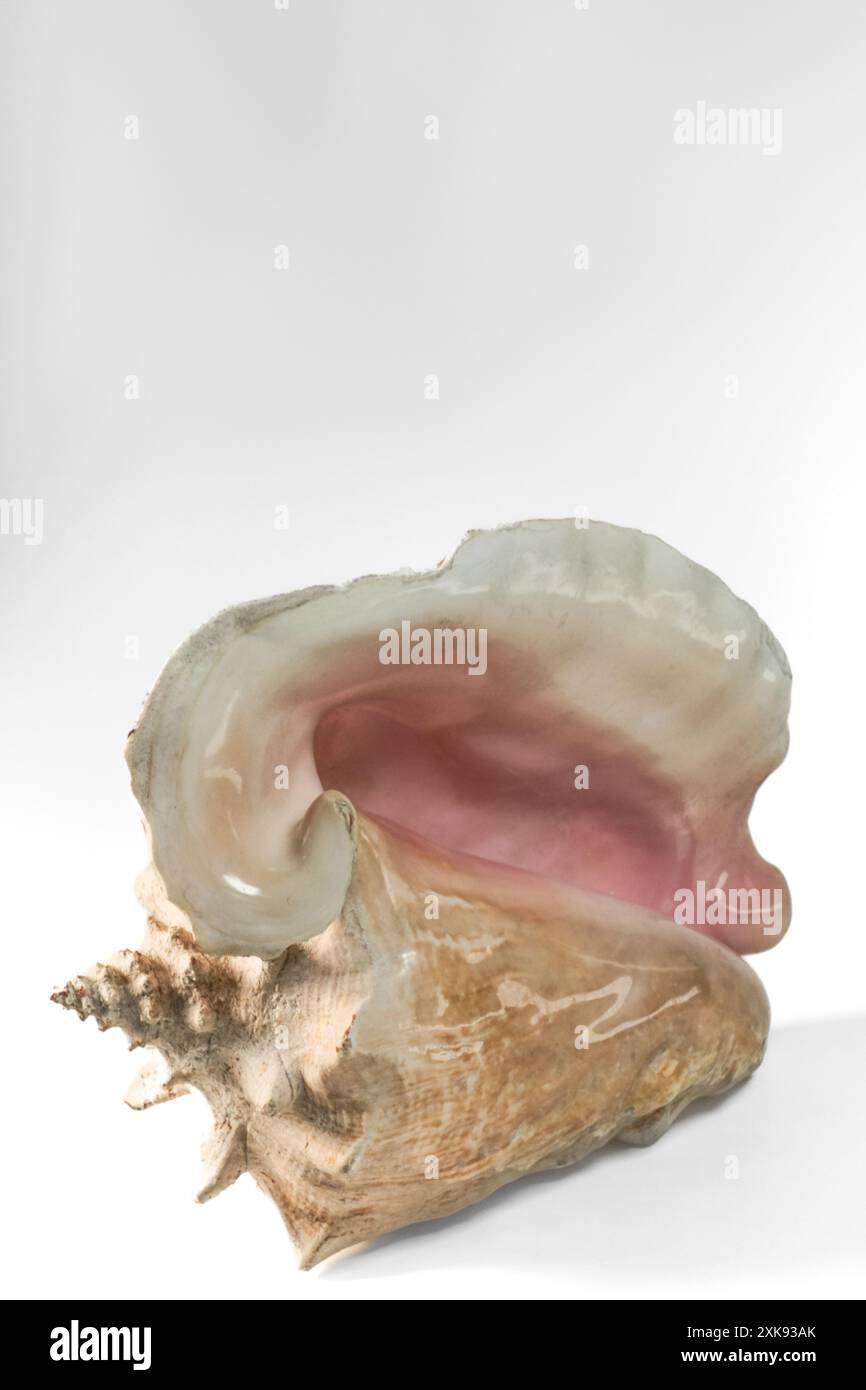 conch shell isolated on white background, closeup of a shell Stock ...