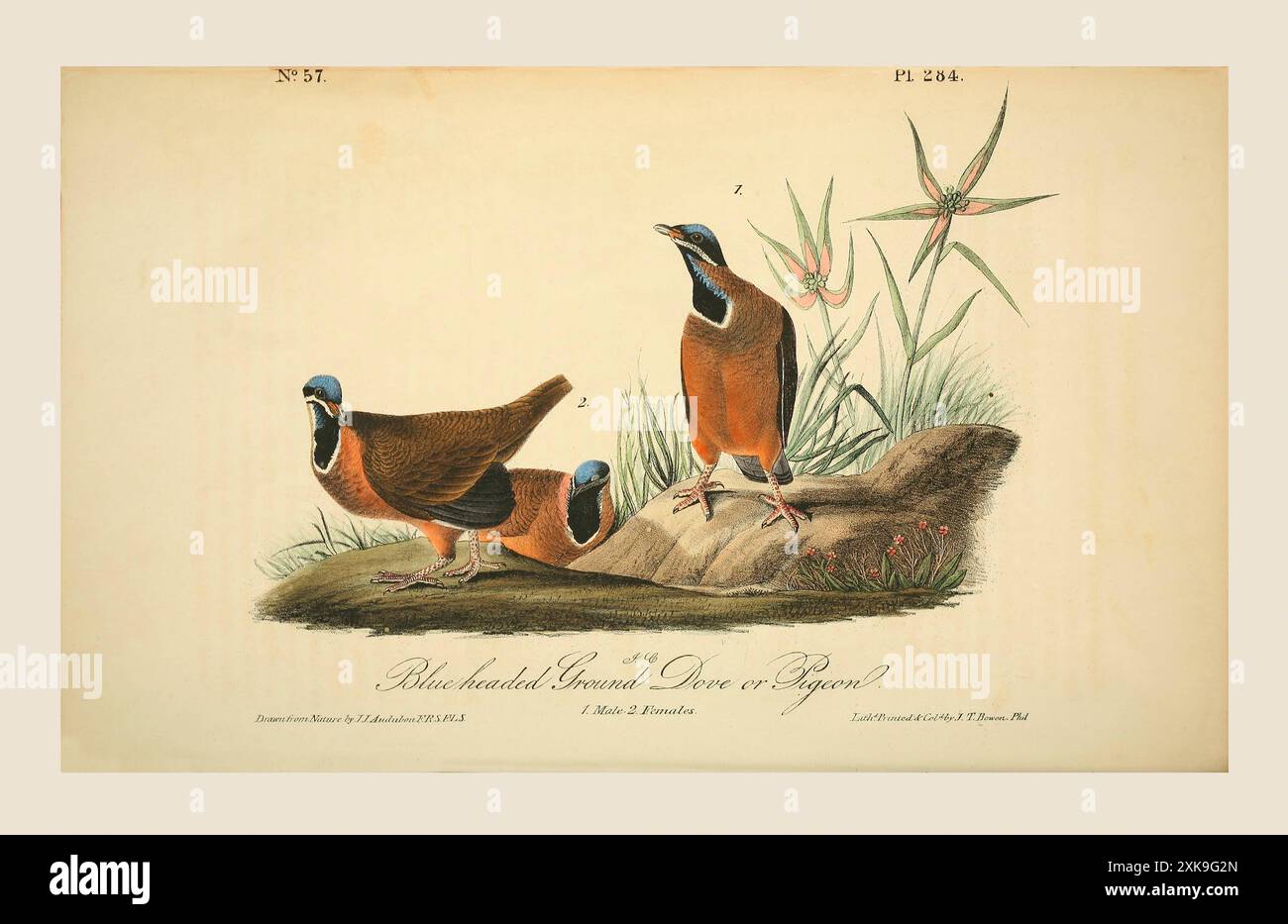 Blue-headed ground dove or pigeon. After an illustration by John James ...