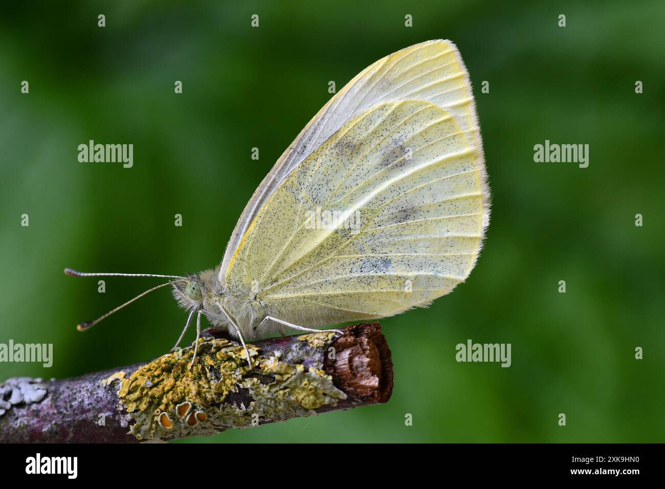 Pristine white butterfly hi-res stock photography and images - Alamy