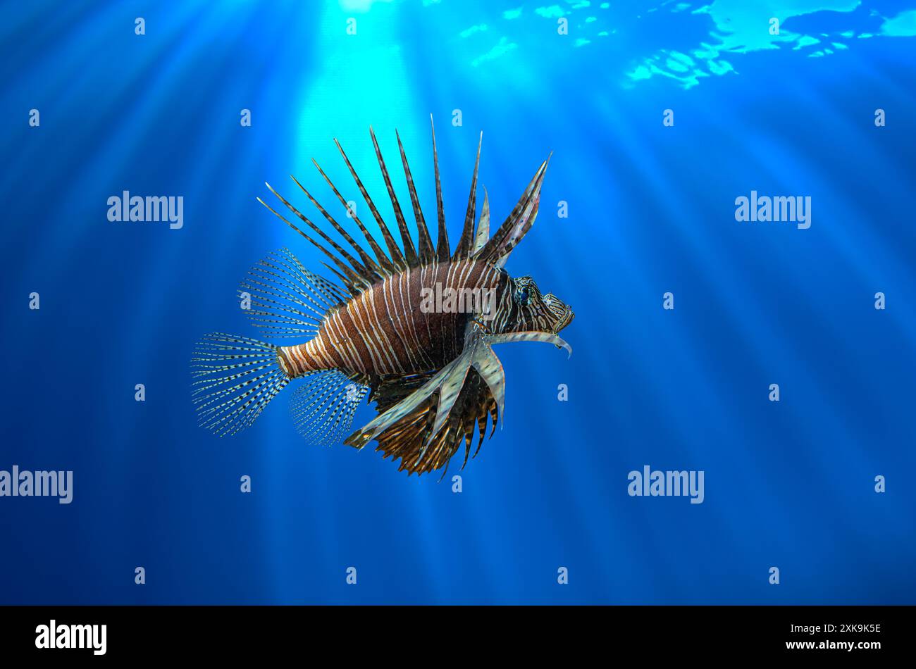 Dangerous poisonous fish common lionfish hi-res stock photography and ...