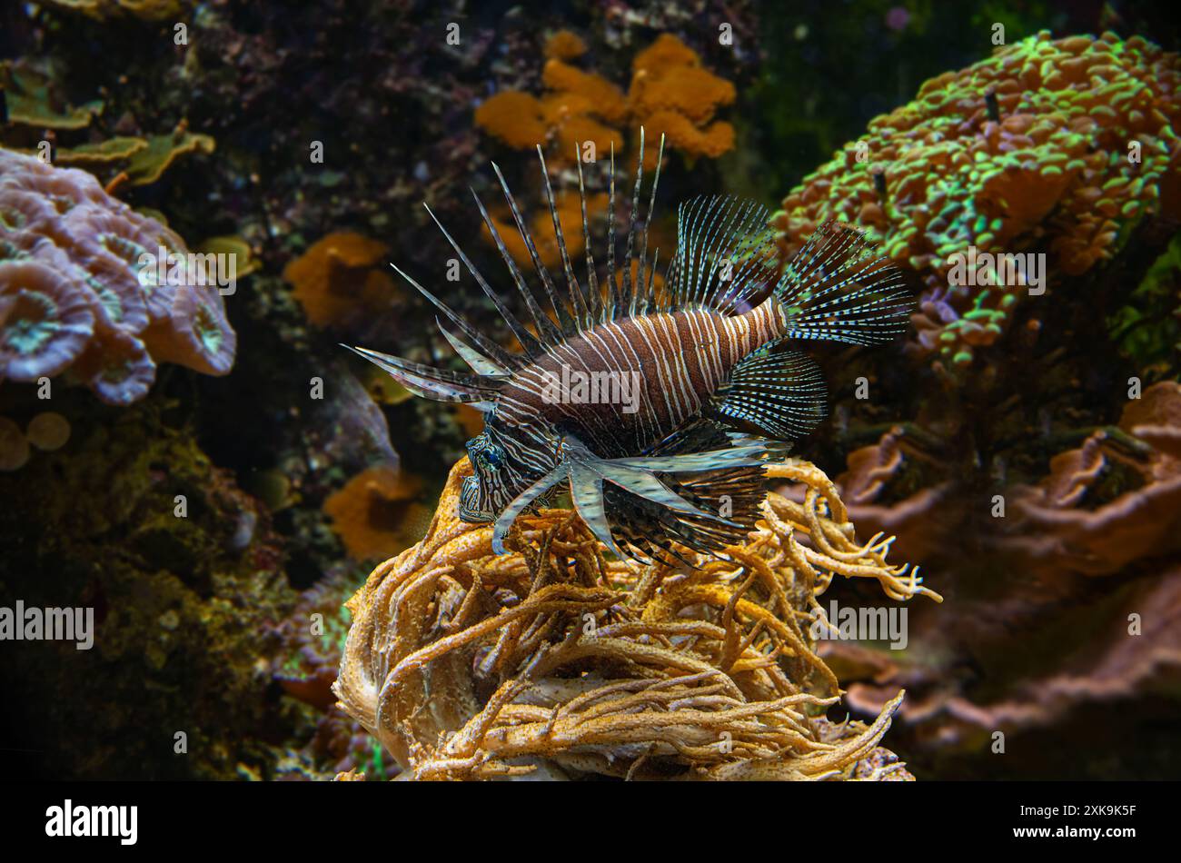 Dangerous poisonous fish common lionfish hi-res stock photography and ...