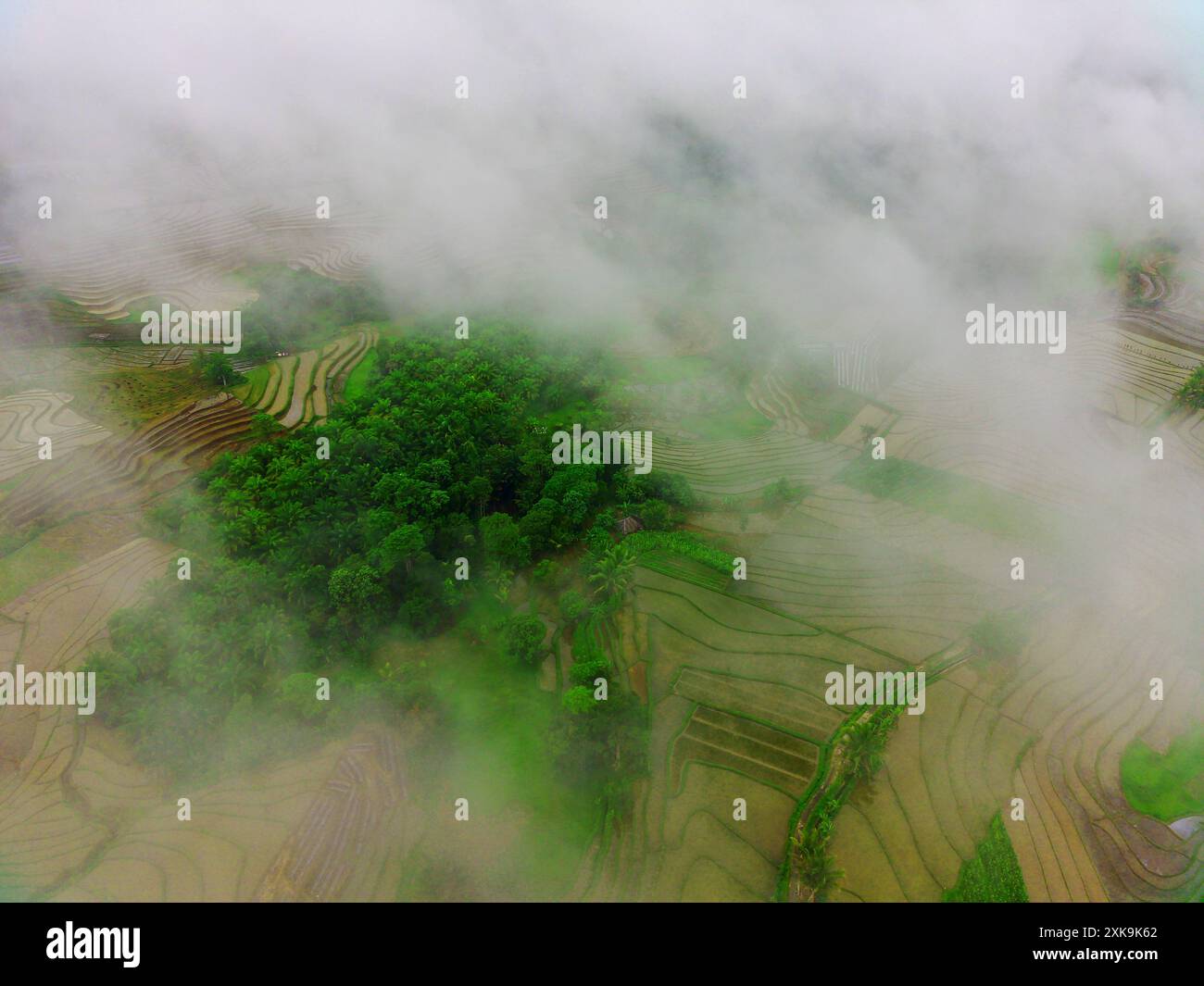 Beautiful morning view of Indonesia. Aerial photo of green rice fields ...