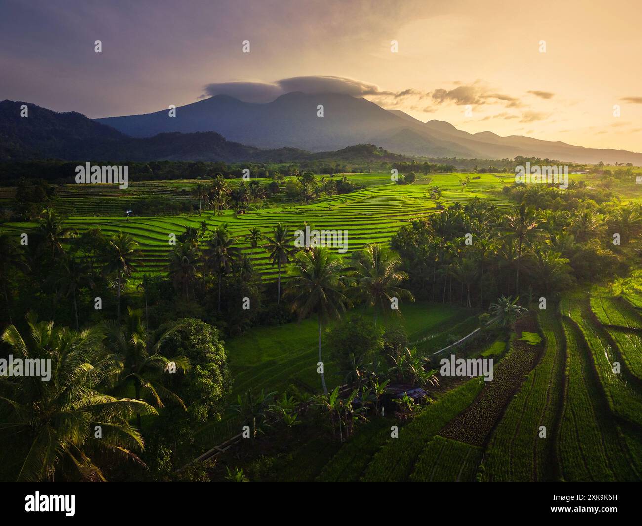 Aerial view of asia in indonesian rice fields with mountains at sunrise ...