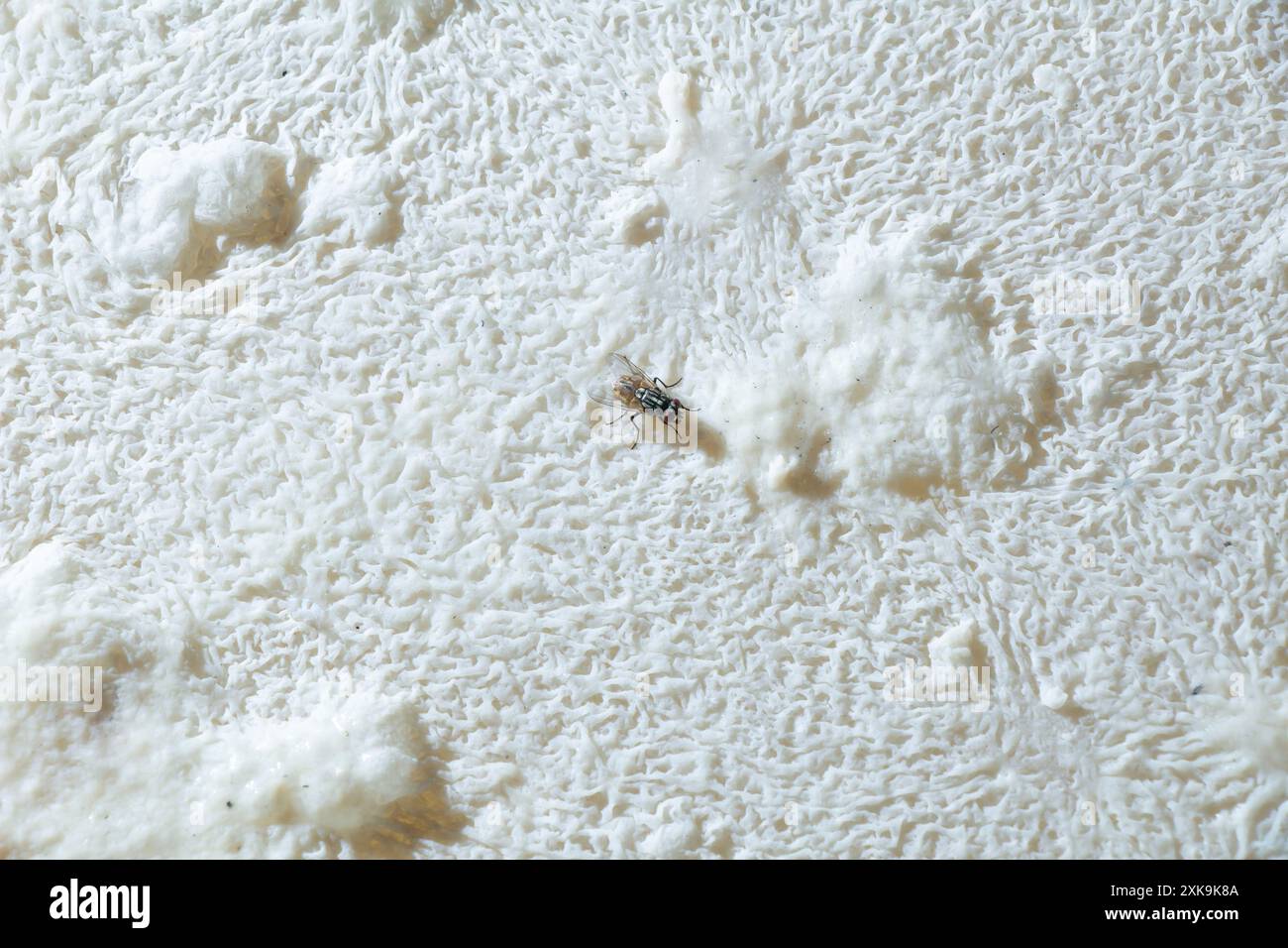Cassava insect hi-res stock photography and images - Alamy