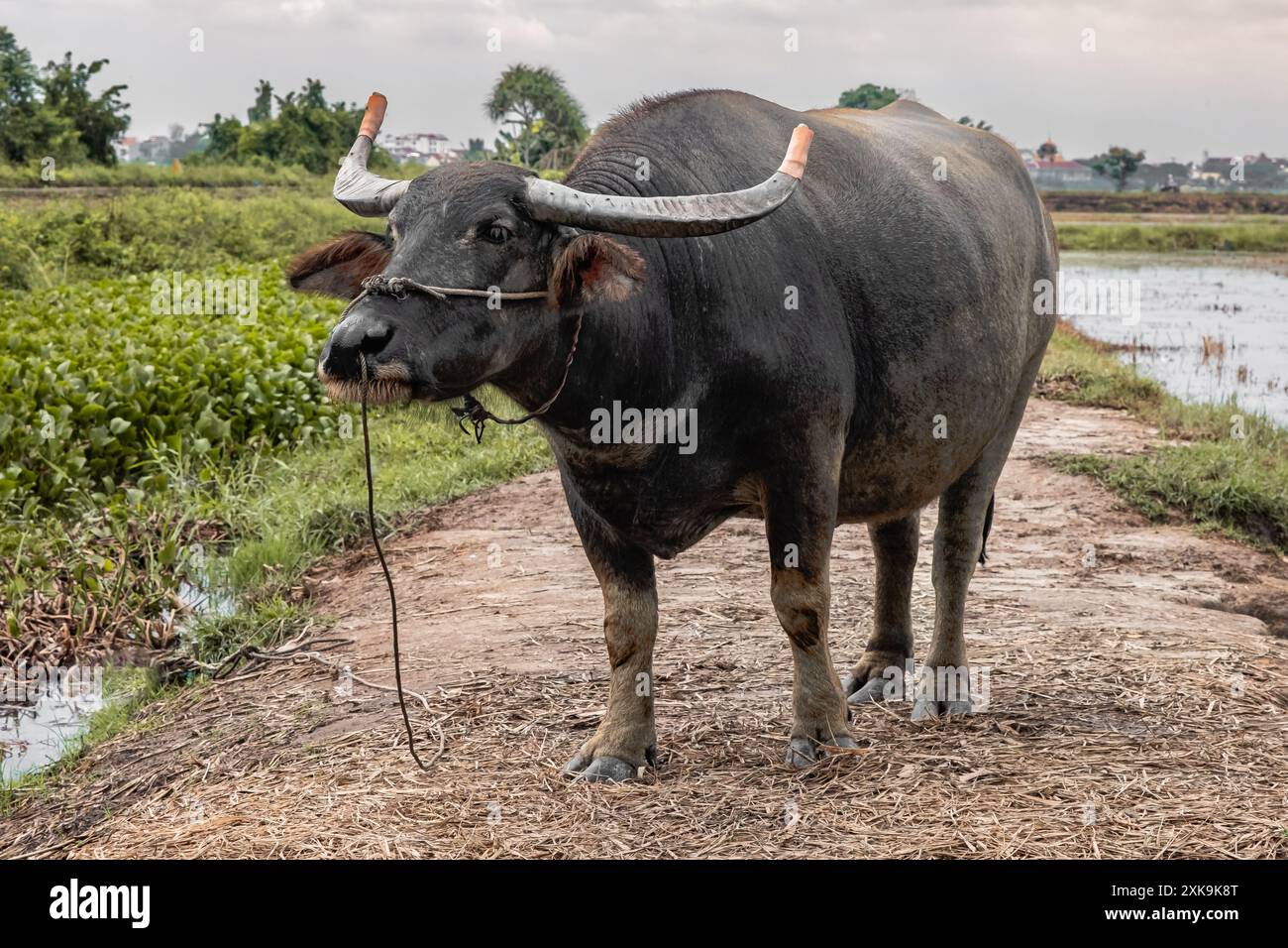 Asian water buffalo with large horns in the field. Buffalo with rope on ...
