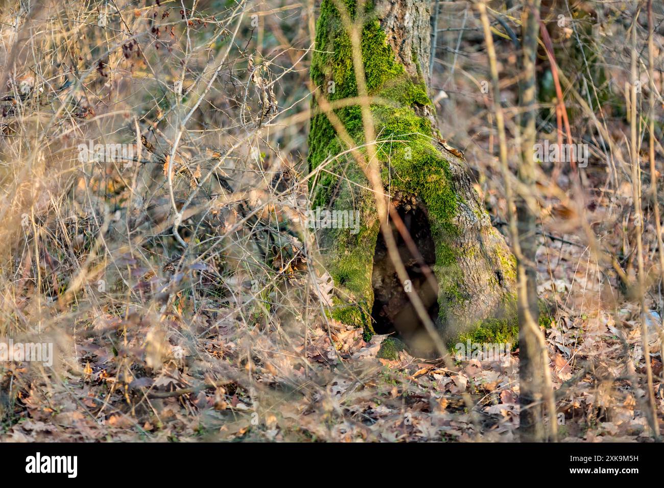 Beauty in Nature. Natural floral theme, close ups, patterns, details ...