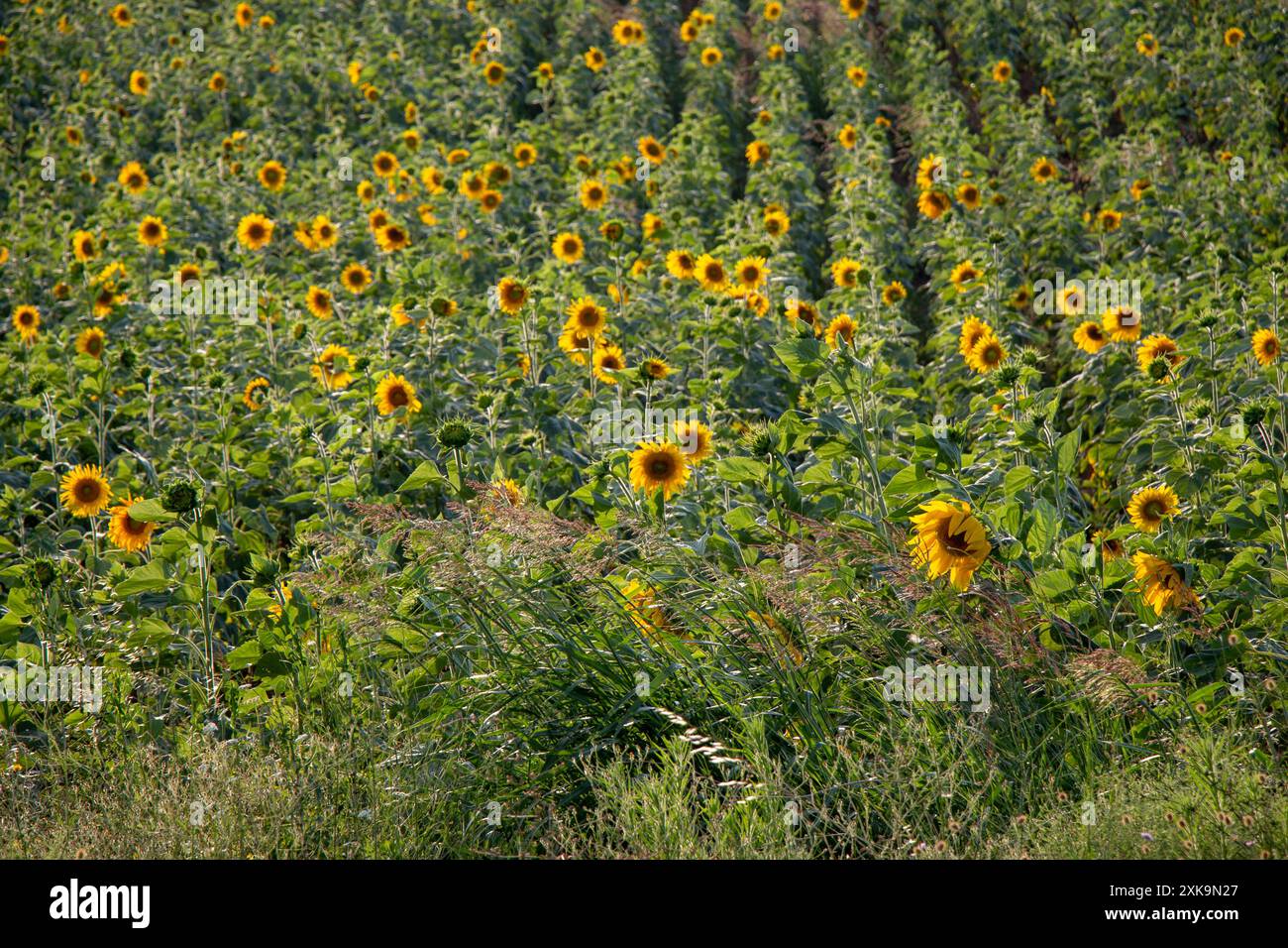 Sunflower field landscape , field of blooming sunflowers as natural ...