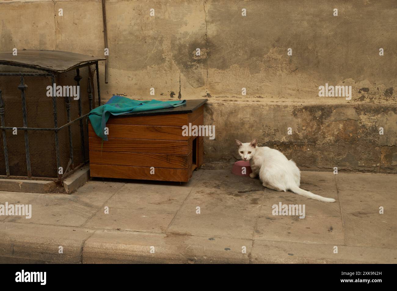 The homeless cat in Baku Stock Photo - Alamy