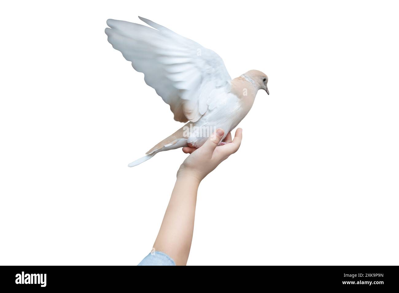 Hand and dove Cut Out Stock Images & Pictures - Alamy